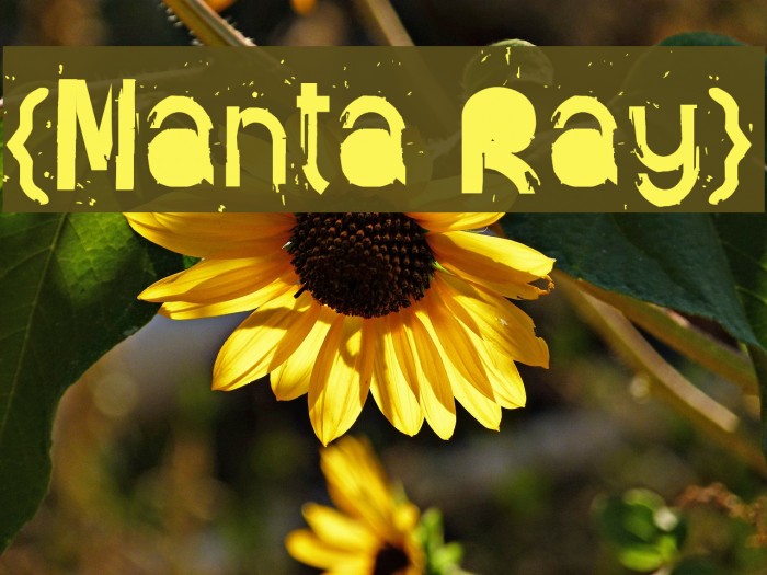 {Manta Ray} Font - FFonts.net