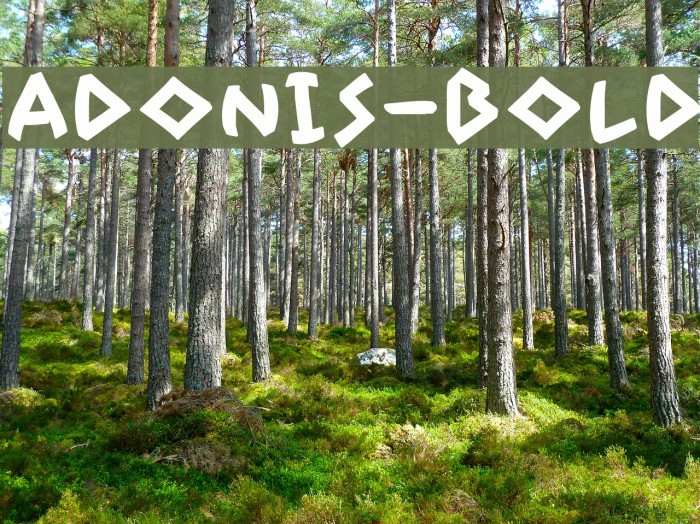 Adonis-Bold Font - FFonts.net