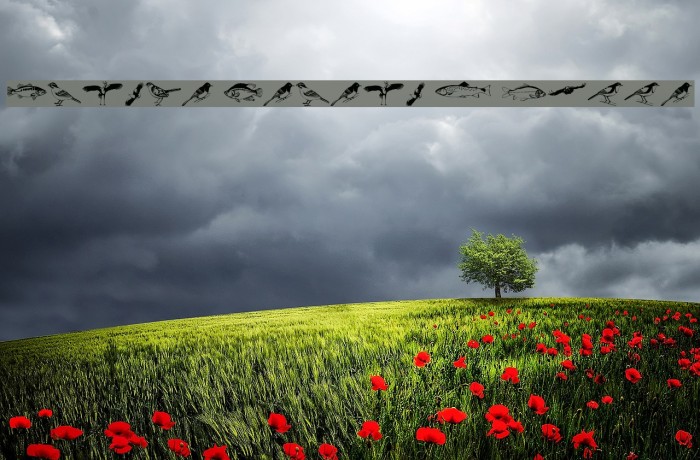 Afrika Safari F Gogga Font - FFonts.net