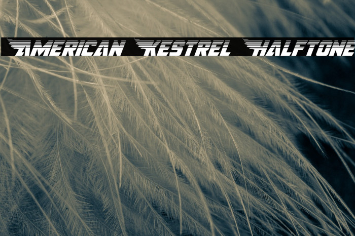 American Kestrel Halftone Font - FFonts.net
