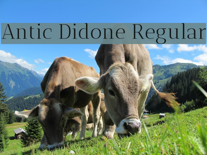 Antic Didone Regular Font - FFonts.net