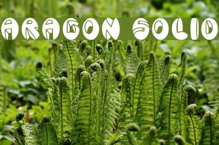 aragon solid Font - FFonts.net