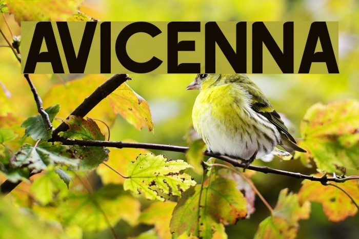 AVICENNA Font - FFonts.net