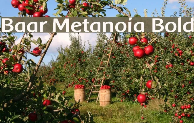 Baar Metanoia Bold Font | Free Download (TTF/OTF) | FFonts.net