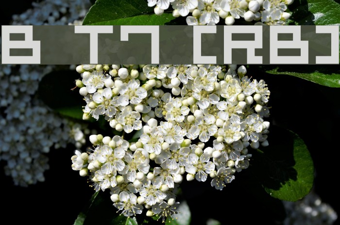 Bit Trip7 [sRB] Font - FFonts.net