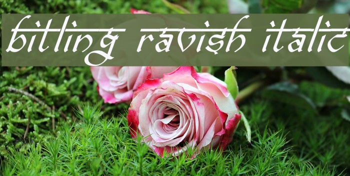 bitling ravish Italic Font - FFonts.net