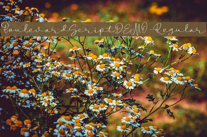 BoulevardScriptDEMO-Regular Font - FFonts.net