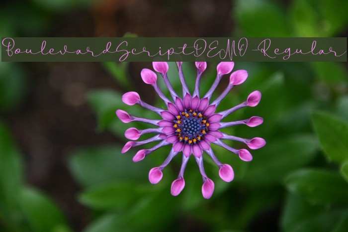 BoulevardScriptDEMO-Regular Font - FFonts.net