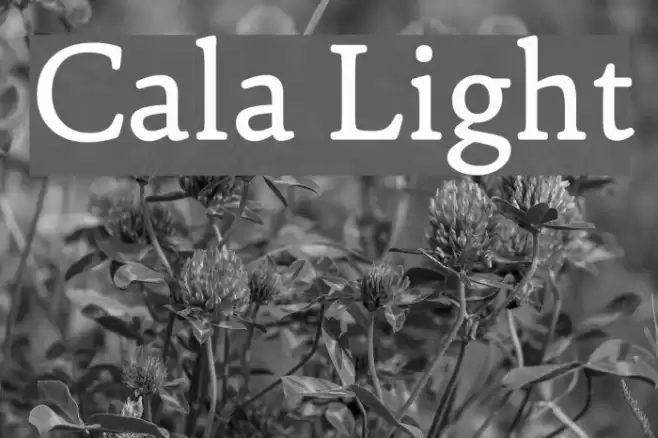 Cala Light Font | Details & Characters — FFonts.net