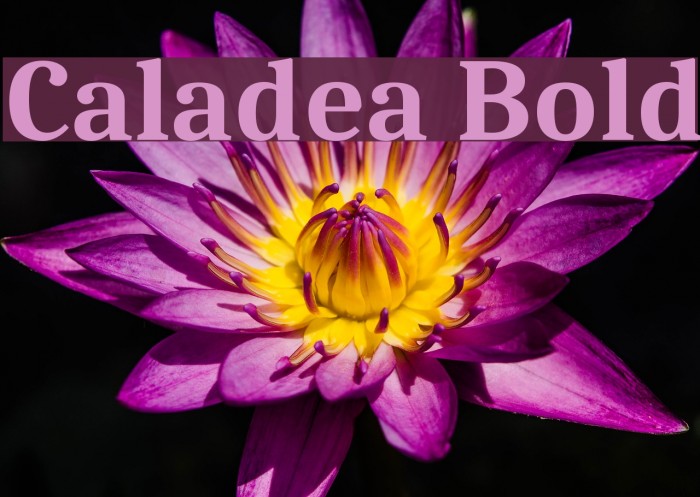 Caladea Bold Font - free fonts download