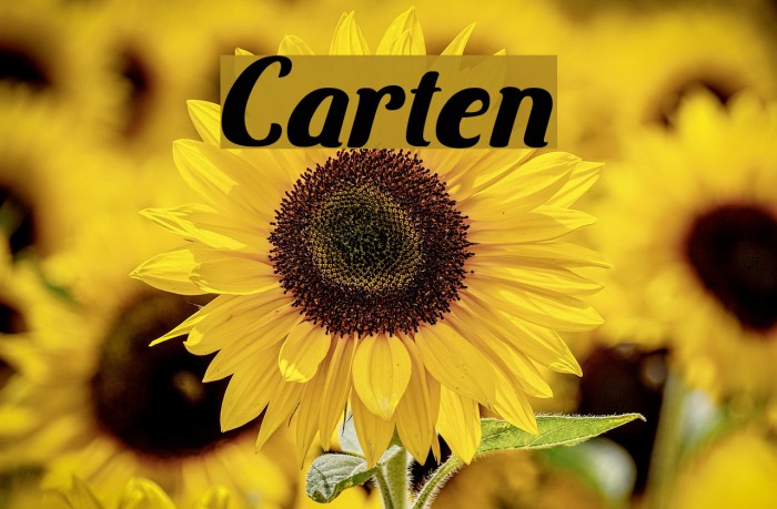 Carten Font - FFonts.net