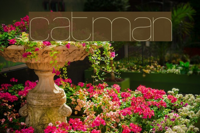 catman Font - FFonts.net
