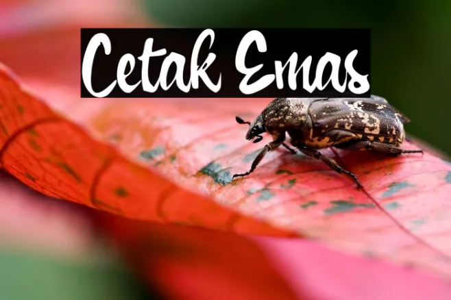 Cetak Emas Font | Free Download (TTF/OTF) | FFonts.net