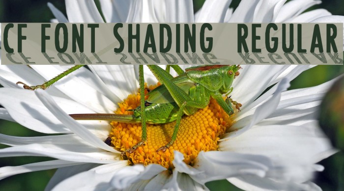 CF Font Shading Regular Font - FFonts.net