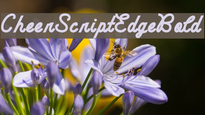 CheerScriptEdgeBold Font - FFonts.net