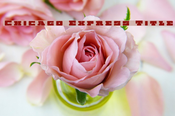 Chicago Express Title Font - FFonts.net
