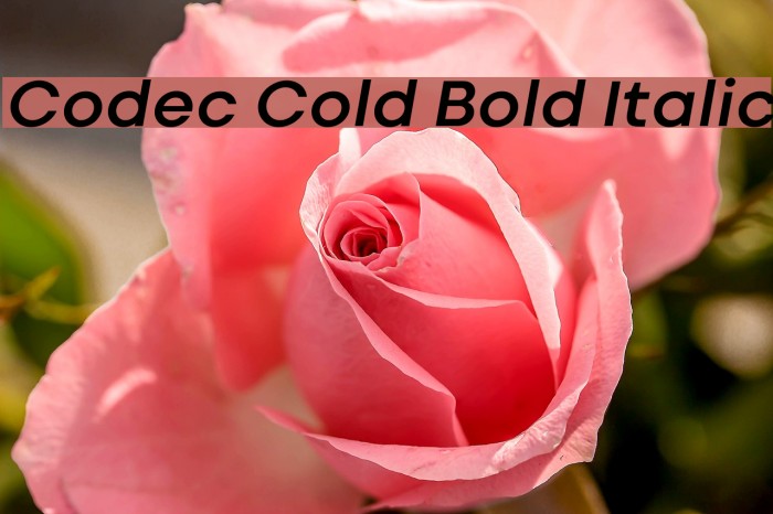 Codec Cold Bold Italic Font - FFonts.net