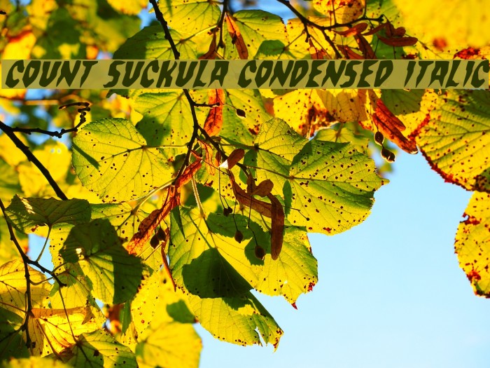 Count Suckula Condensed Italic Font - FFonts.net