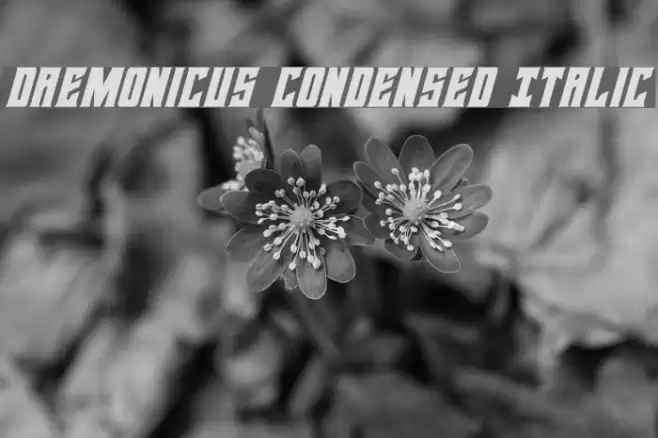 Daemonicus Condensed Italic Font | Details & Characters