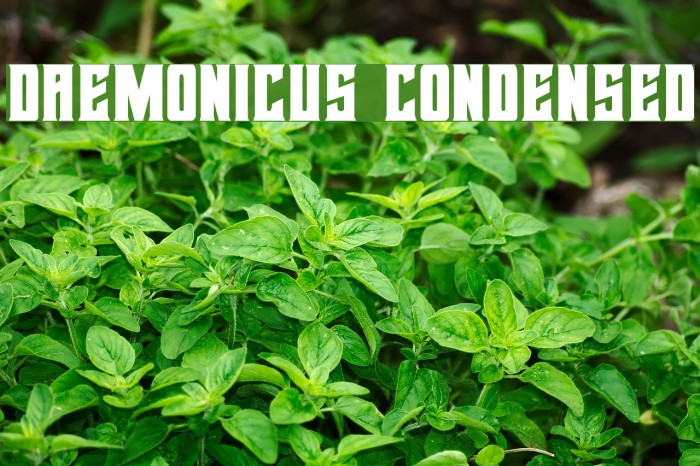 Daemonicus Condensed Font - FFonts.net