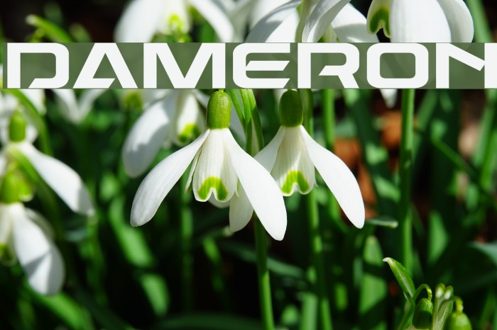 Dameron Font - FFonts.net