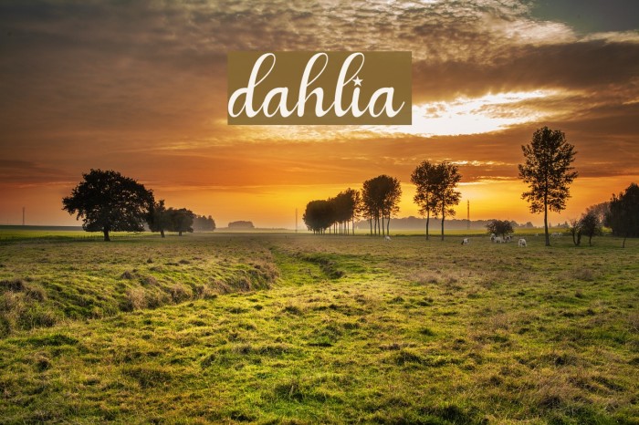 dahlia Font - FFonts.net