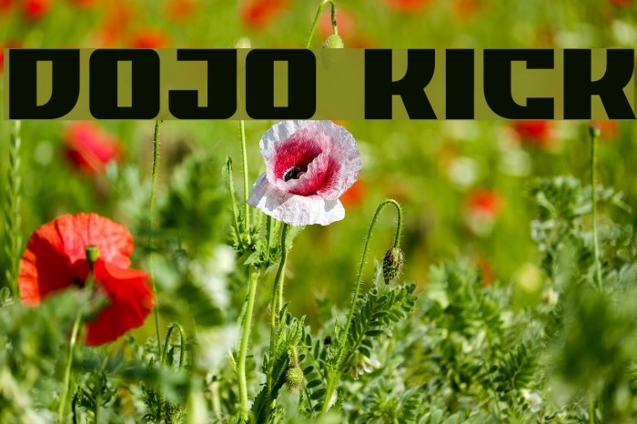 DOJO KICK Font - FFonts.net