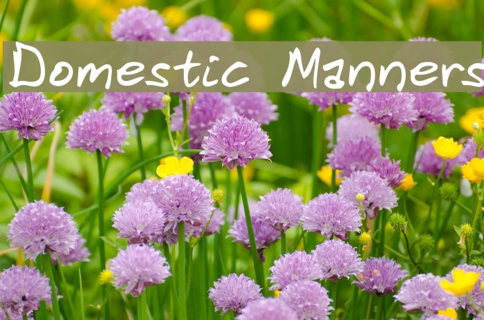 Domestic Manners Font - FFonts.net