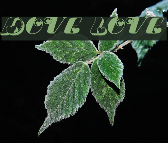 Dove Love Font - FFonts.net