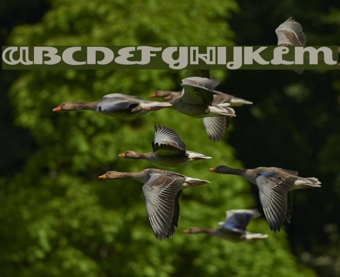 Esquivel Trial Font - FFonts.net