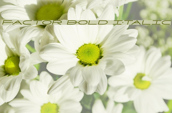 Factor Bold Italic Font - FFonts.net