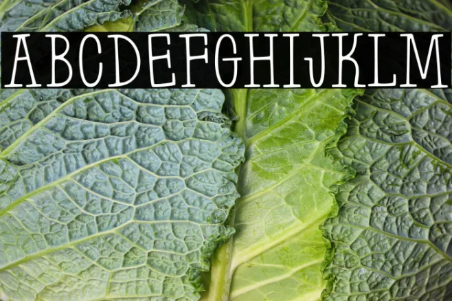 Farm to Market Font | Free Download (TTF/OTF) | FFonts.net