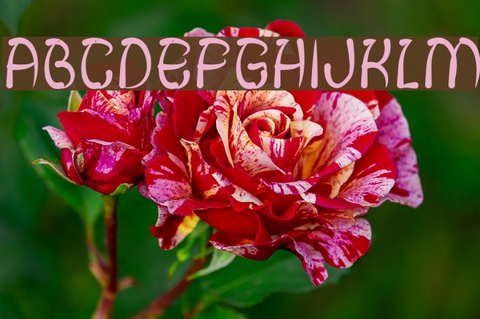 FISH BONE-Light Font - FFonts.net