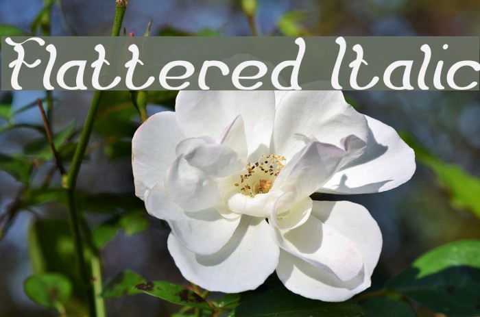 Flattered Italic Font - FFonts.net