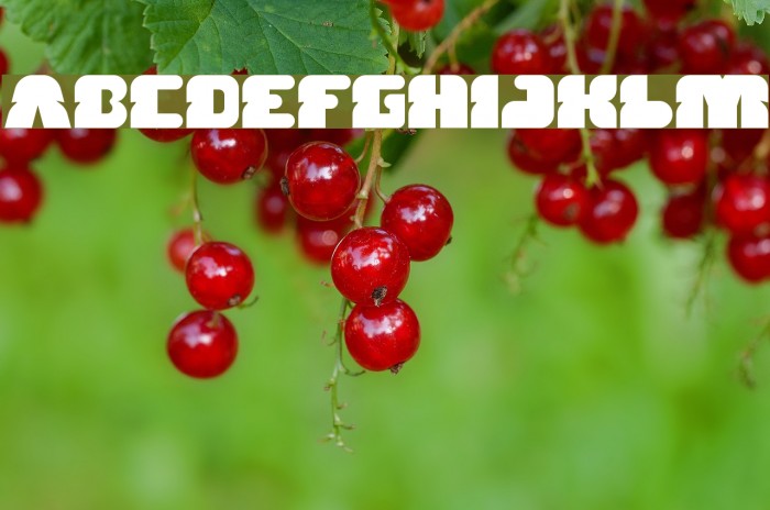 FOREST JUMP Bold Font - FFonts.net