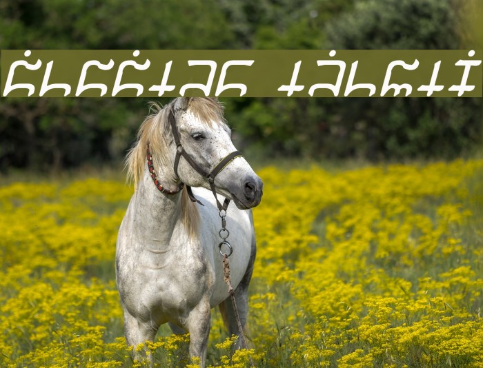 Gargish Italic Font - FFonts.net