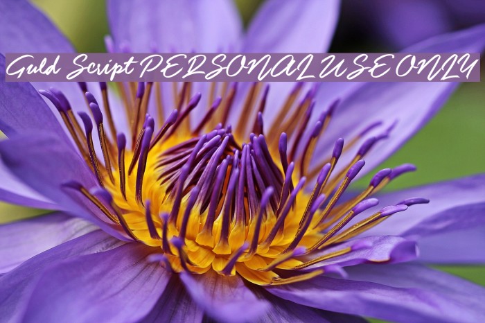 Guld Script PERSONAL USE ONLY Font - FFonts.net