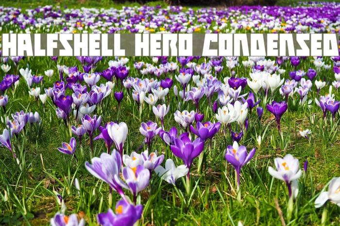 Halfshell Hero Condensed Font - FFonts.net