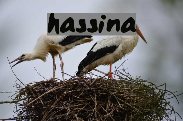 hassina Font - FFonts.net