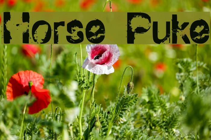 Horse Puke Font - FFonts.net