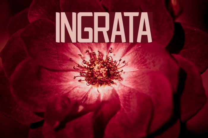 Ingrata Font - FFonts.net