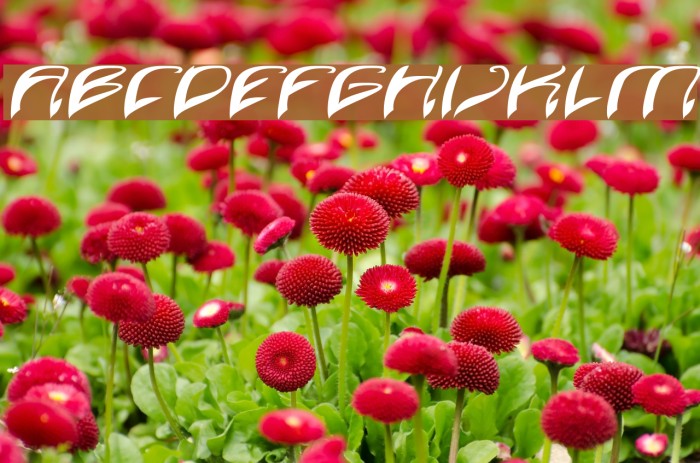 Java Island Italic Font - FFonts.net