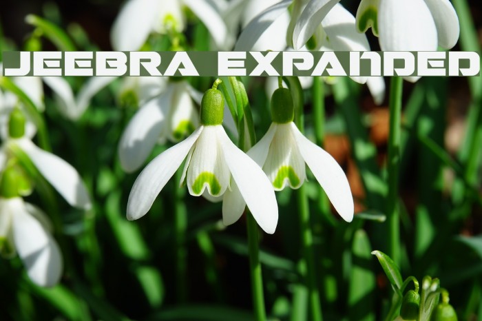 Jeebra Expanded Font - FFonts.net