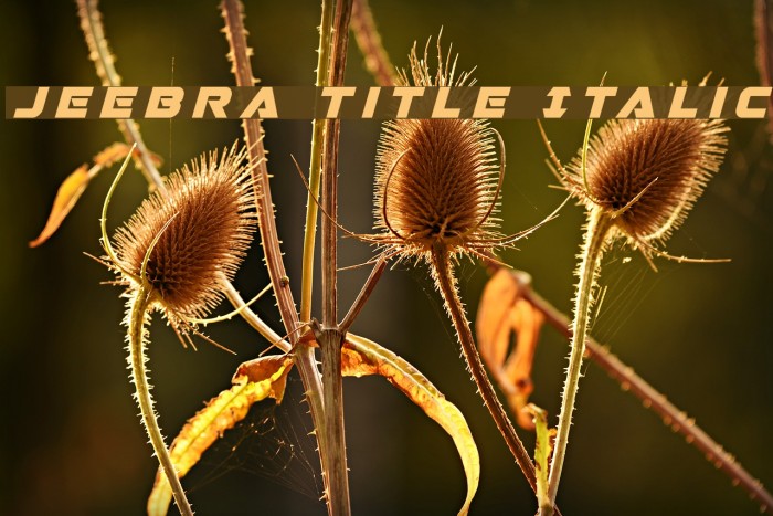 Jeebra Title Italic Font - FFonts.net