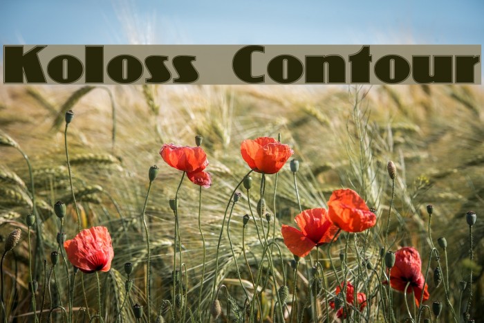 Koloss Contour Font - FFonts.net