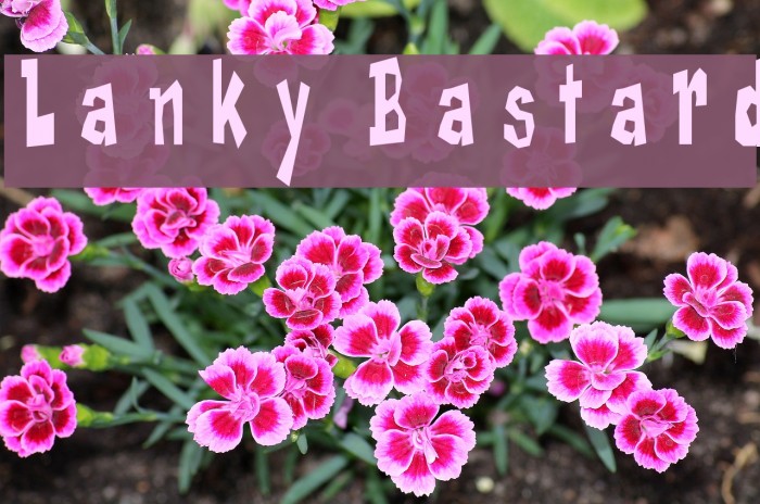 Lanky Bastard Font - FFonts.net