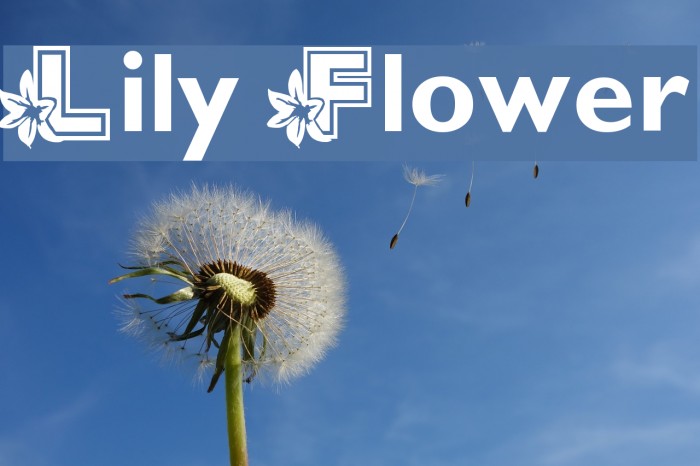 Lily Flower Font - FFonts.net