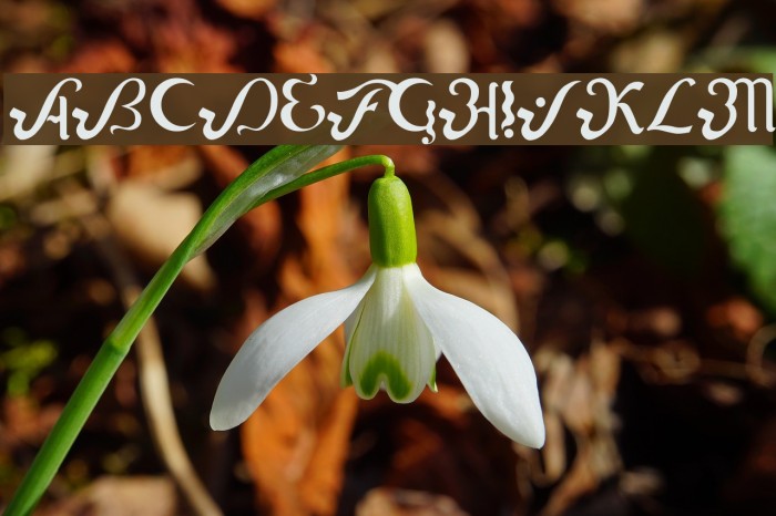 Lipi Font - FFonts.net