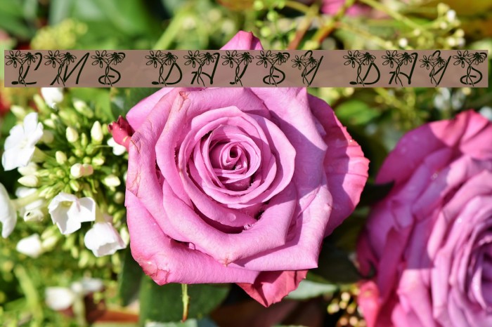 LMS Daisy Days Font - FFonts.net