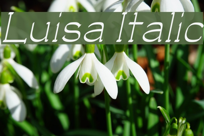 Luisa Italic Font - FFonts.net